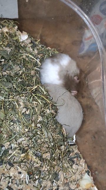 #сирийский_хомяк +79215950848 #купить_хомяка_продам