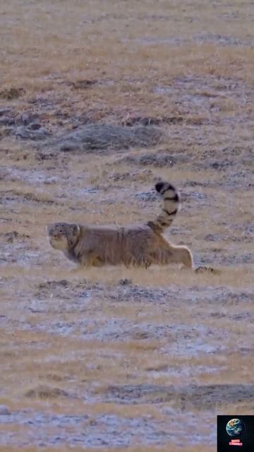 Манулы прекрасно защищены от холода густым мехом, а широкие лапы выполняют роль снегоступов.