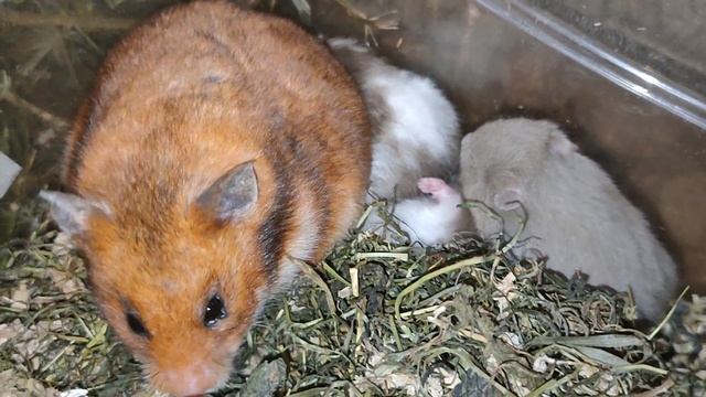 #хомки 3 недели 16/09/25 #сирийский_хомяк +79215950848 #купить_хомяка_продам