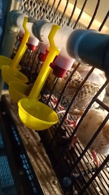 Ниппельные поилки двойные