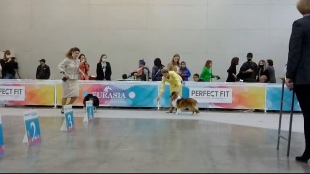 02.05.2021, Москва. Евразия-2021-2. Ринг ШЕЛТИ