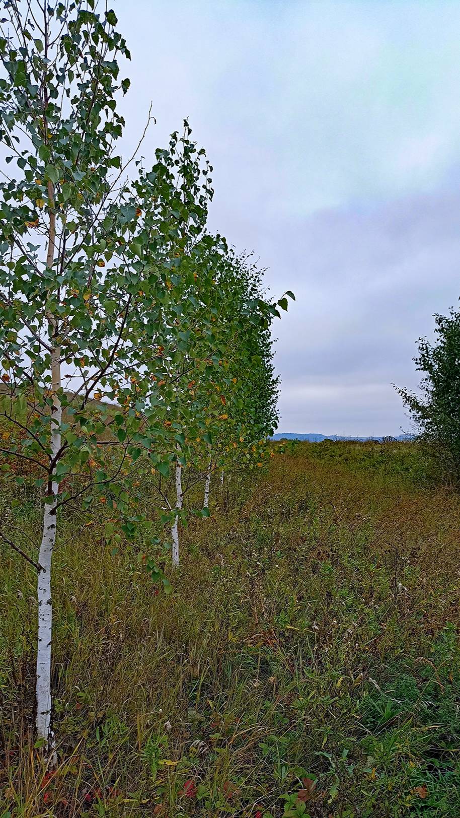 День пасмурный но отличный,шиповника море.