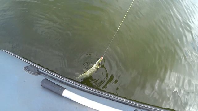 🎣🐟 Как щука гонится за окушком на блесне AQUA Esti Comet.