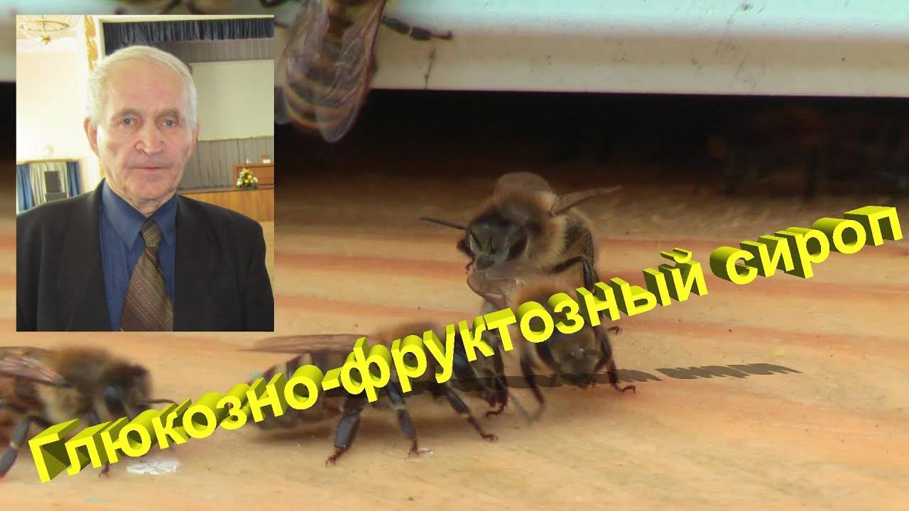 Глюкозно-фруктозный сироп: Секрет эффективной подкормки от мэтра пчеловодства