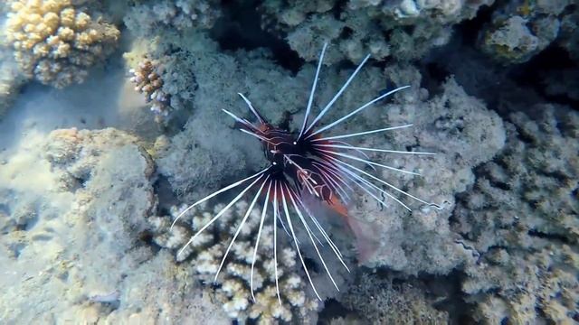 Красивое Чтение Корана Коран Море Рыбы Аквариум