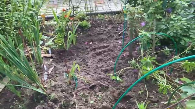 Переделка цветника / Садовые растения 24 августа 2025 / дачные работы в саду