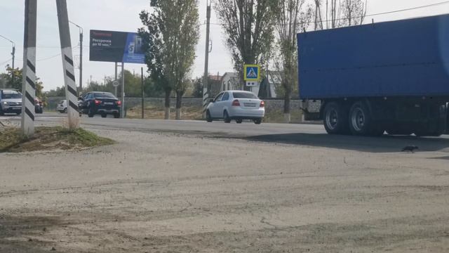 Ворона на дороге