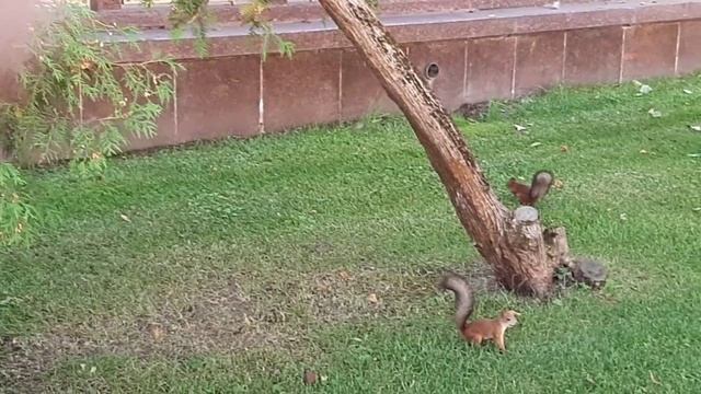 ВДНХ. Белки. 8.09.25.