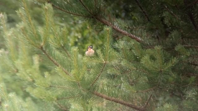 Чекан луговой, позывка