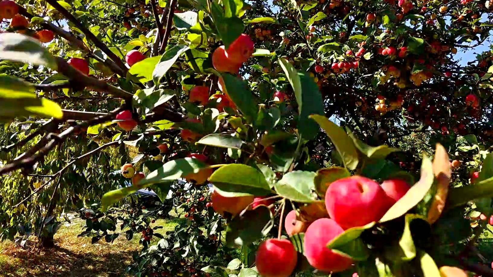 Москва. Пешая прогулка от метро Каширская. Каширское шоссе - Пролетарский проспект. Яблочки.