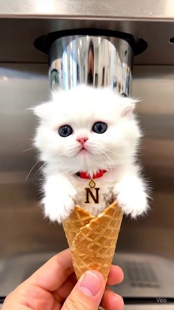 Кото мороженое в вафельном рожке 🍦