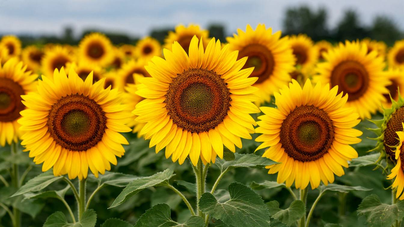 Бесплатная музыка. Reqder - подсолнухи