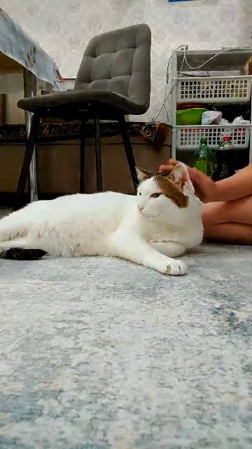 глажу васю 2 часть