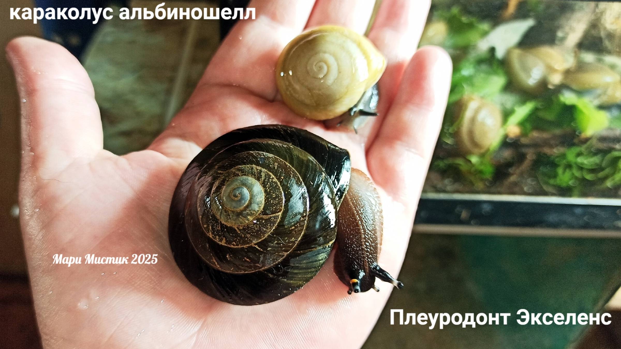 #содержание_кормление_экселенсов 16/09/25 #древесные_виды_улиток