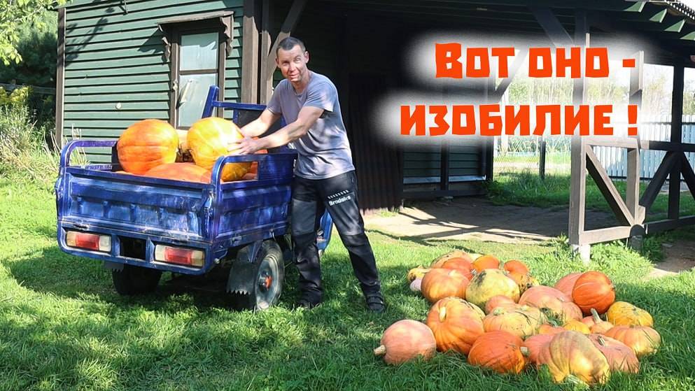 Движуха на другом конце деревни, чистый фарватер и гора тыкв!