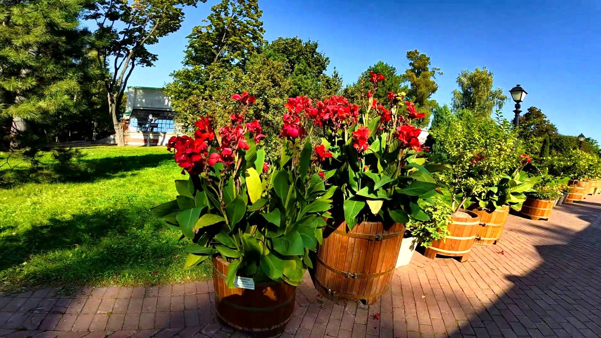 Музей-заповедник Царицыно. Погуляйте с нами.  Растения на реабилитации. Идём к 300-летнему дубу.