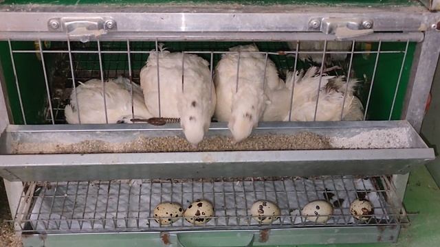 Плюсы и МИНУСЫ содержания #перепелки 16/09/25 #техасский_перепел