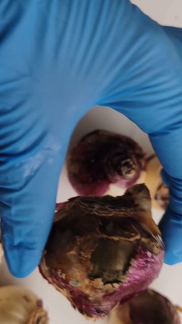 Спасаем гнилые луковицы гиацинтов
#shorts