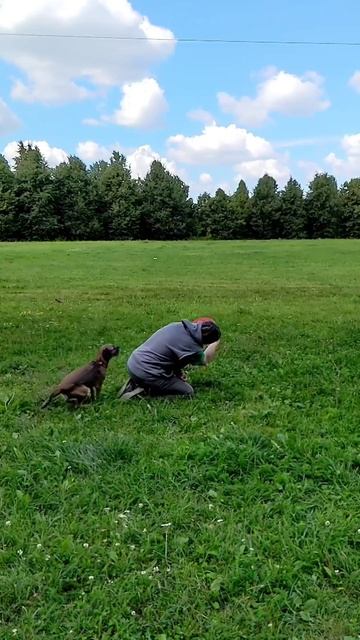 БТ Шани - вольт от спины