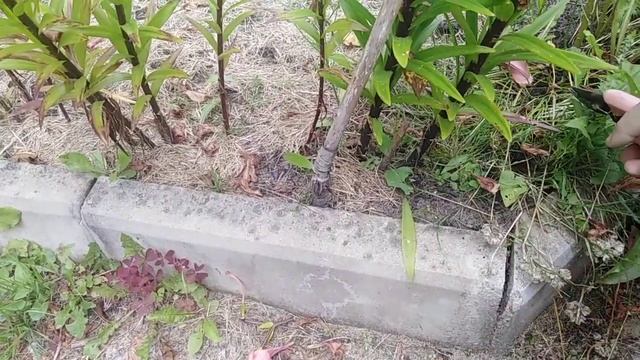 28-2020 Что Делать с Лилиями После Цветения _ Elena Pero