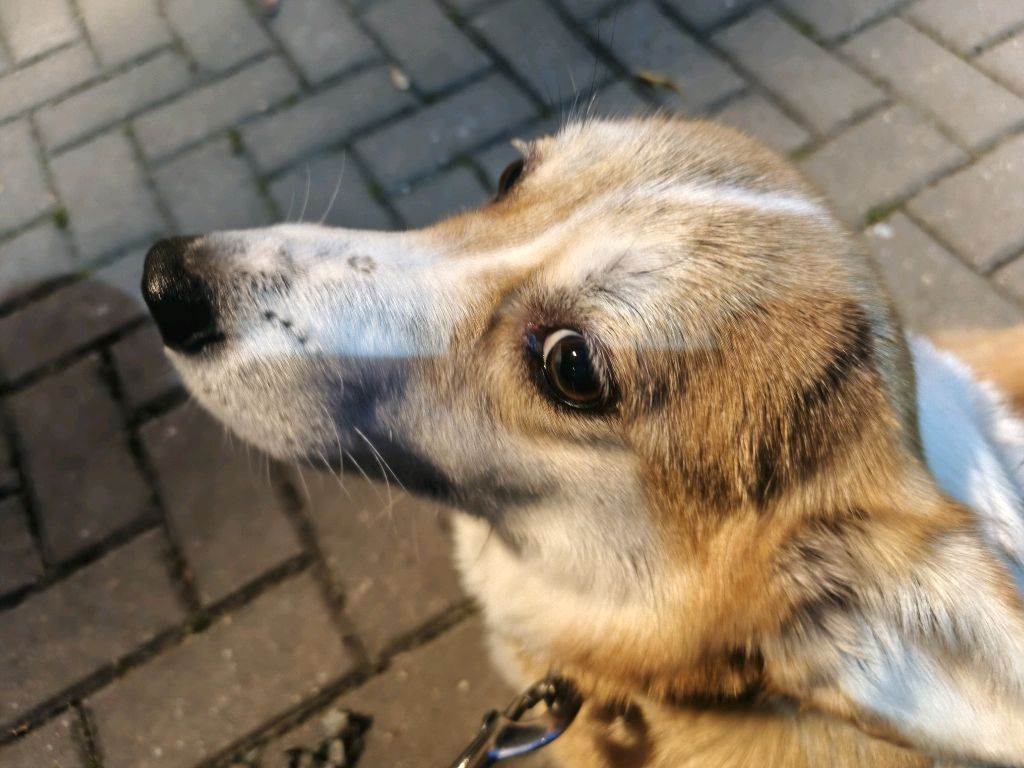 просто кисена  трансляция