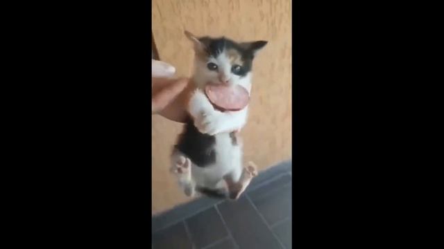 Оборона колбаски