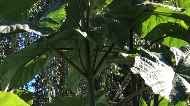 Павловния в Ярославской области: четвертый год от посадки