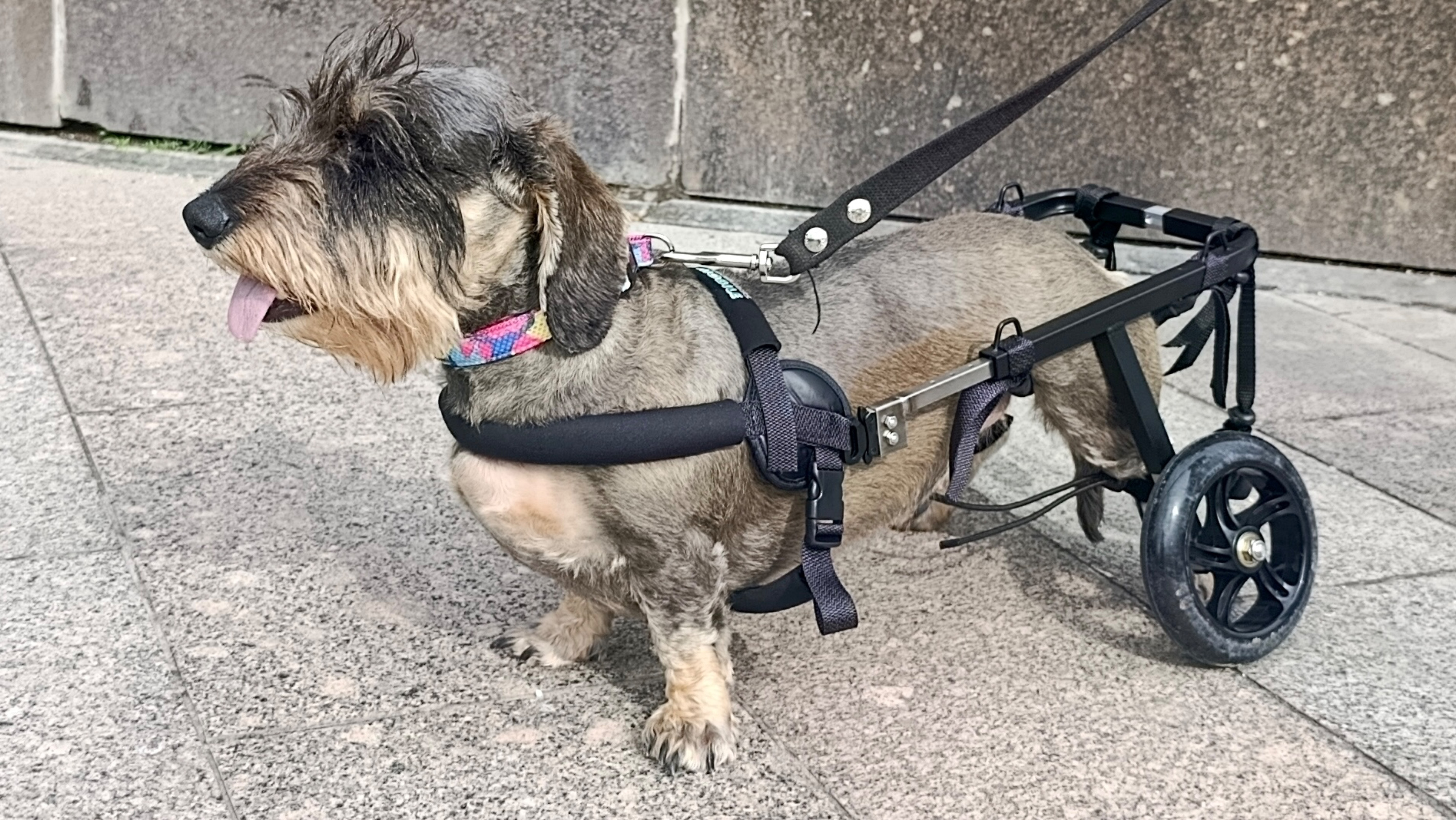 Коляска-тренажер для собак.