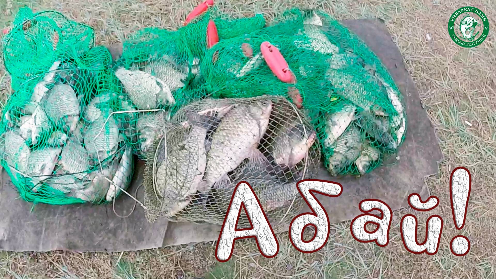 КАРАСИ ПОД КИЛО И БОЛЕЕ НА ПОПЛАВОЧКУ С ЛОДКИ В КАМЫШАХ, БУТЕРБРОД ТОЛЬКО ПОДАВАЙ, АБАЙ КАЗАХСТАН!