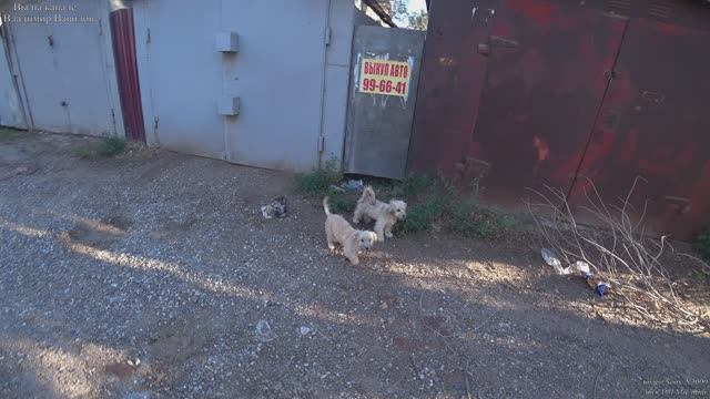 Идём гулять с Ритой-Басей. 1-я часть прогулки. 22.08.2025. Sony X3000.