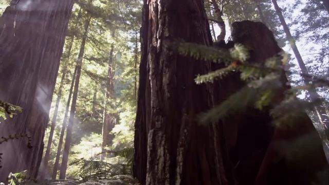Nature Is Speaking – Robert Redford is The Redwood _ Conservation International (CI)