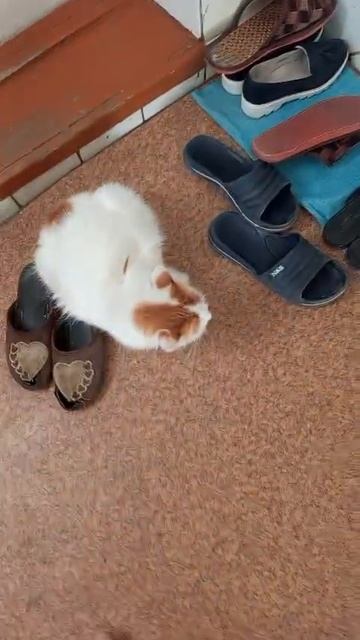 Самый сладкий Кот. Великолепное творение папы и мамы.