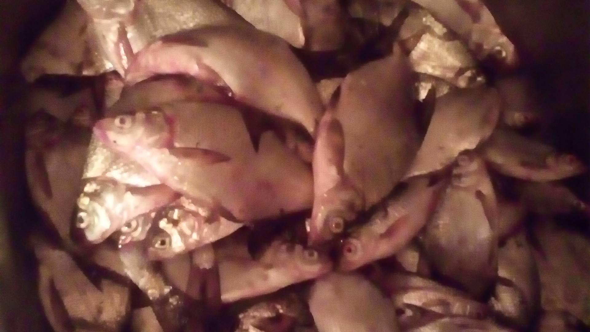 15 СЕНТЯБРЯ РЫБА КЛЮЁТ ХОРОШО