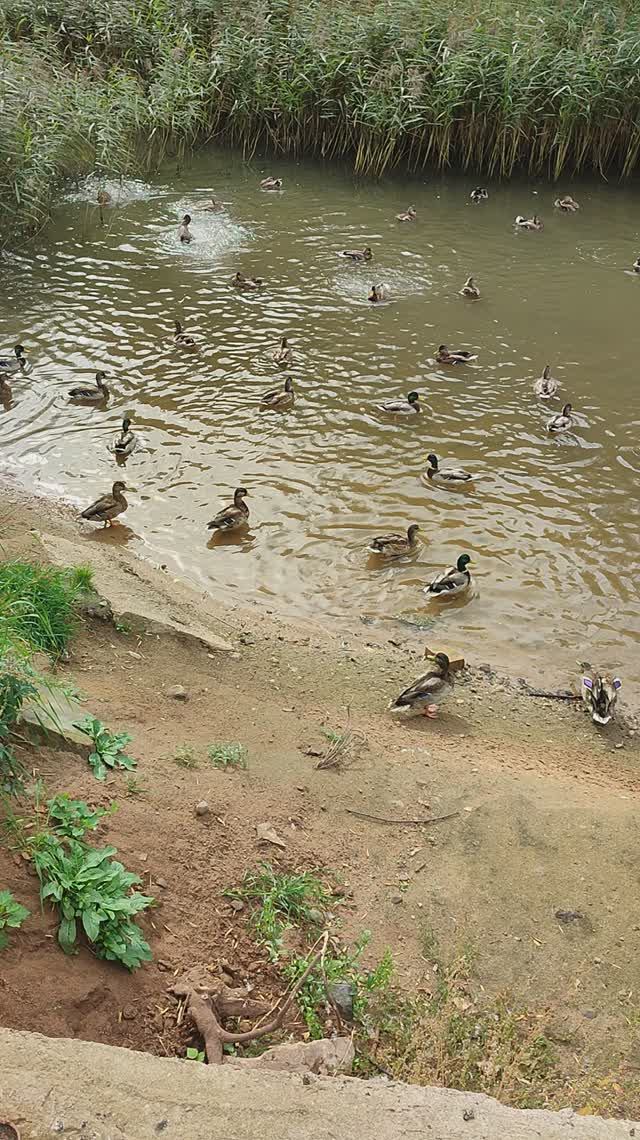 Утиный городской пляж!