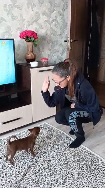 Чихуа, супер ученик!