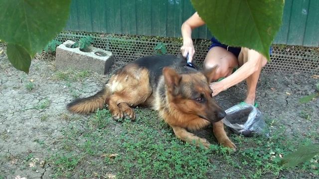 Овчарку Джима расчесывают