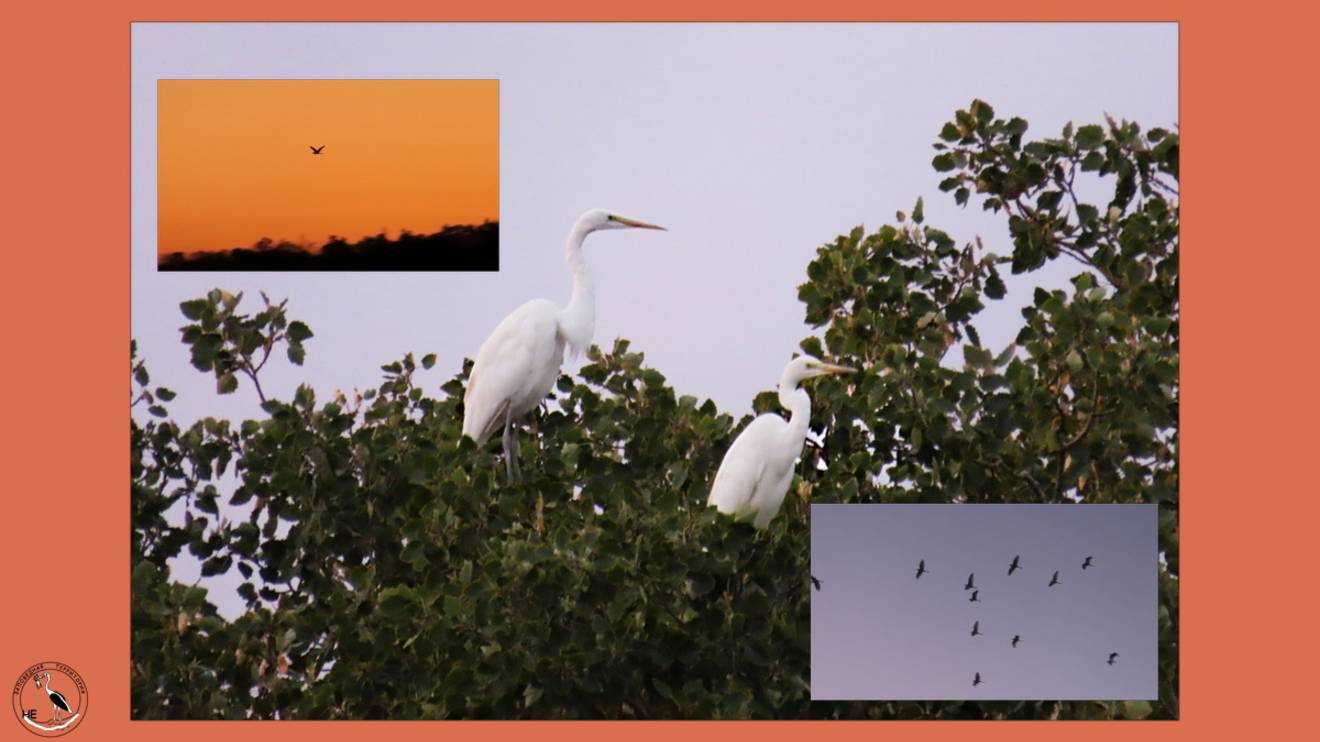 Закат и белые цапли - полёты наяву. Сентябрь 2025