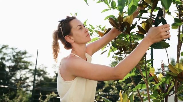 7 кипарисов