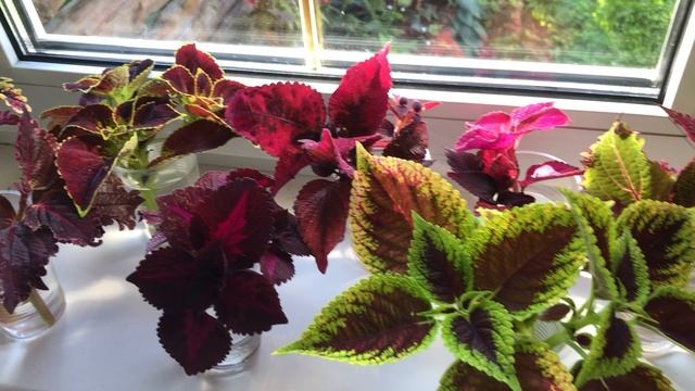 Сентябрь: пора черенковать колеусы и отправлять их на зимовку