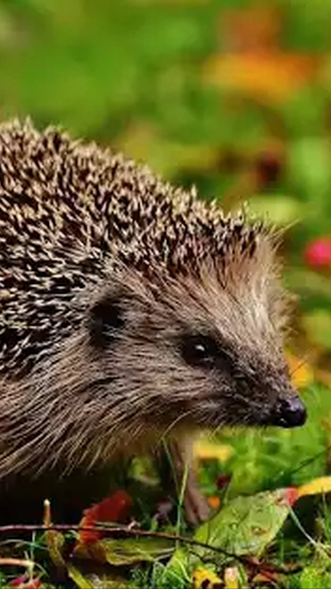 Самые интересные факты о ежах.