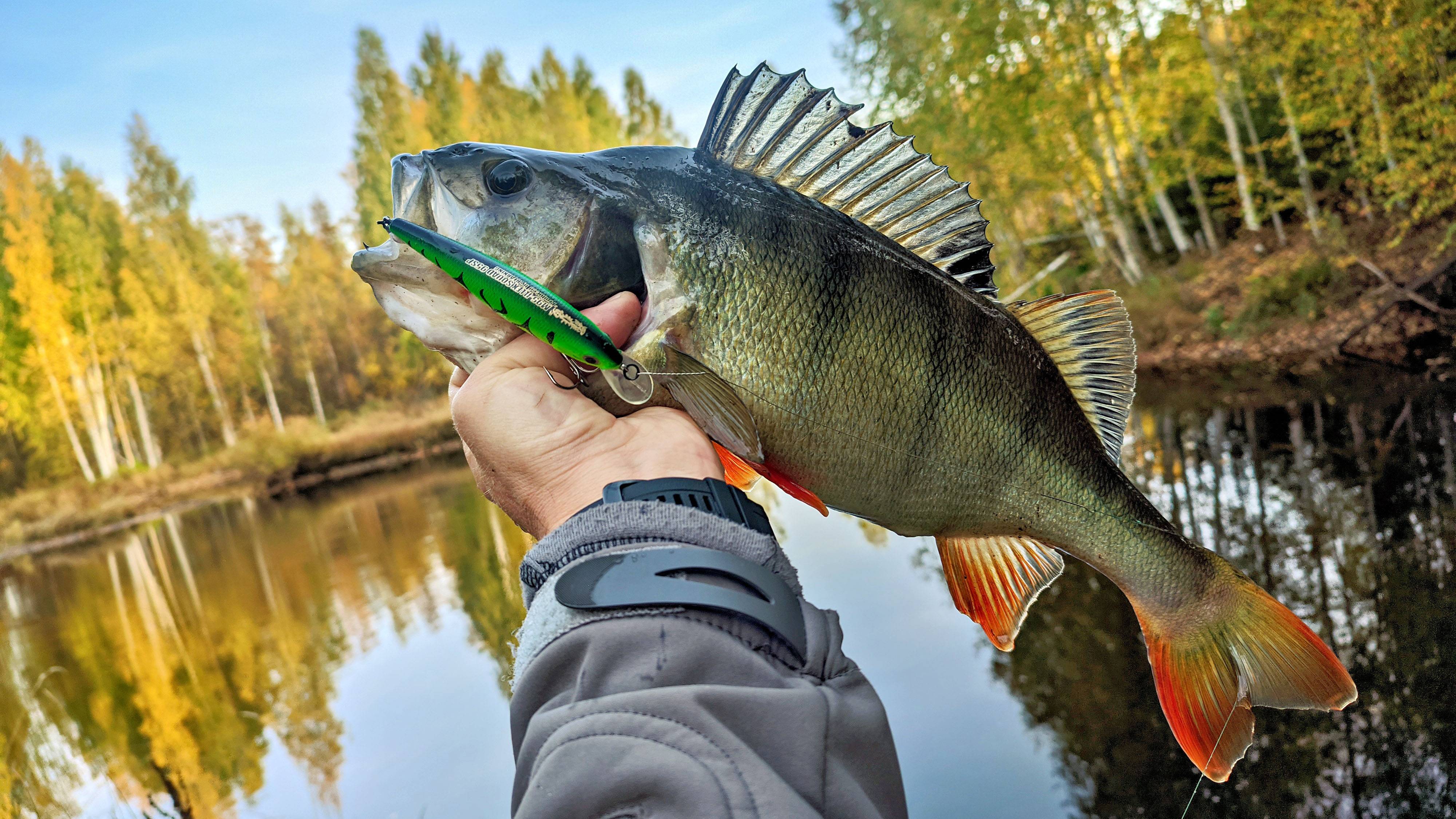 Окунь на килограмм. Сорога. Андрюшинское водохранилище.