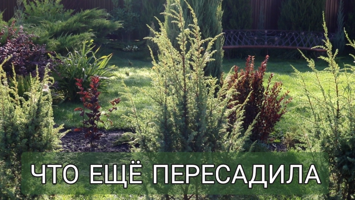 ЧТО Я ЕЩЁ ПЕРЕСАДИЛА. 16.09.2025г.