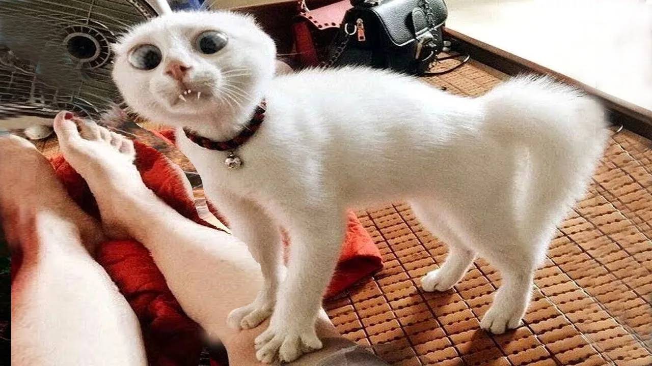 ПРИКОЛЫ С ЖИВОТНЫМИ ДО СЛЕЗ #204 Смешные КОТЫ И СОБАКИ  Приколы