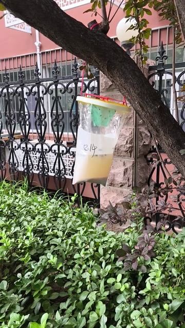 Ловушки для насекомых в Пекине