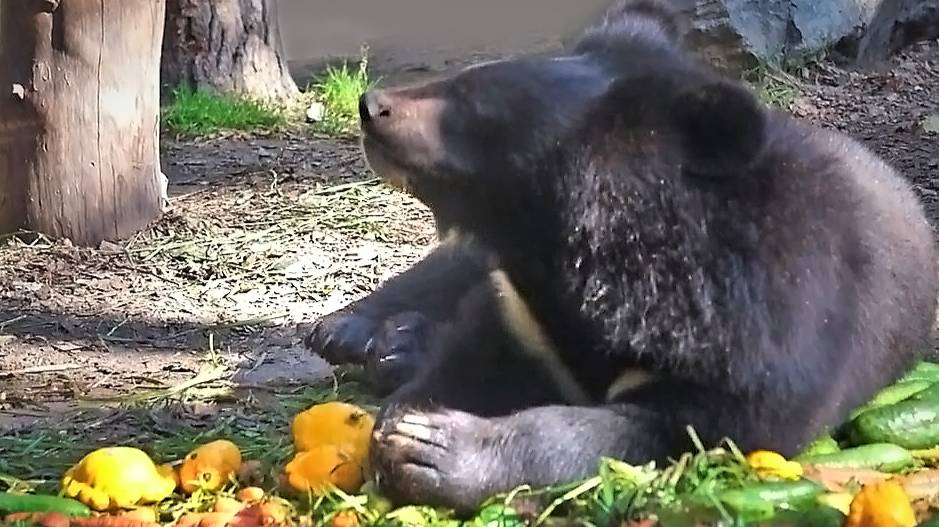 Медвежата Фима и Дуся получили богатый, витаминный завтрак и от счастья завалились кверху животиками