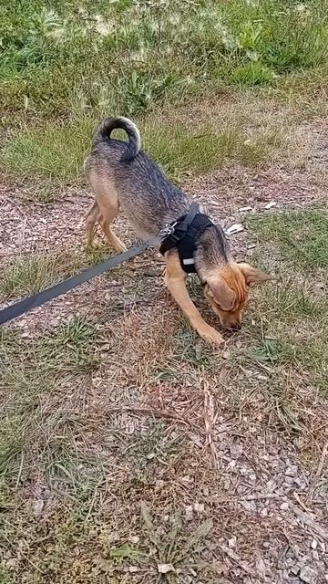 Боря и жук🐶🐕