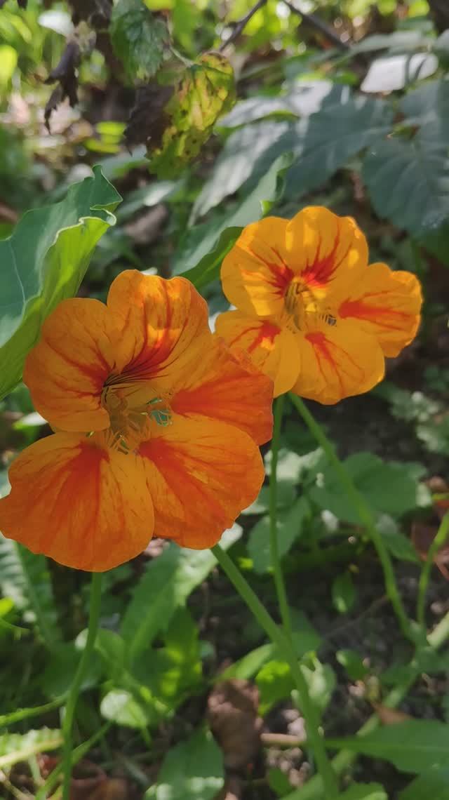 17.9.25 Настурция Девичья краса