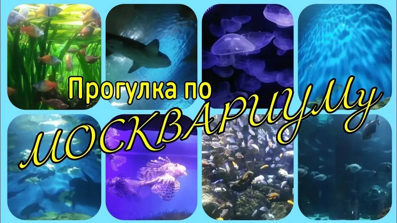50-2022 Прогулка по МОСКВАРИУМу! __ Elena Pero
