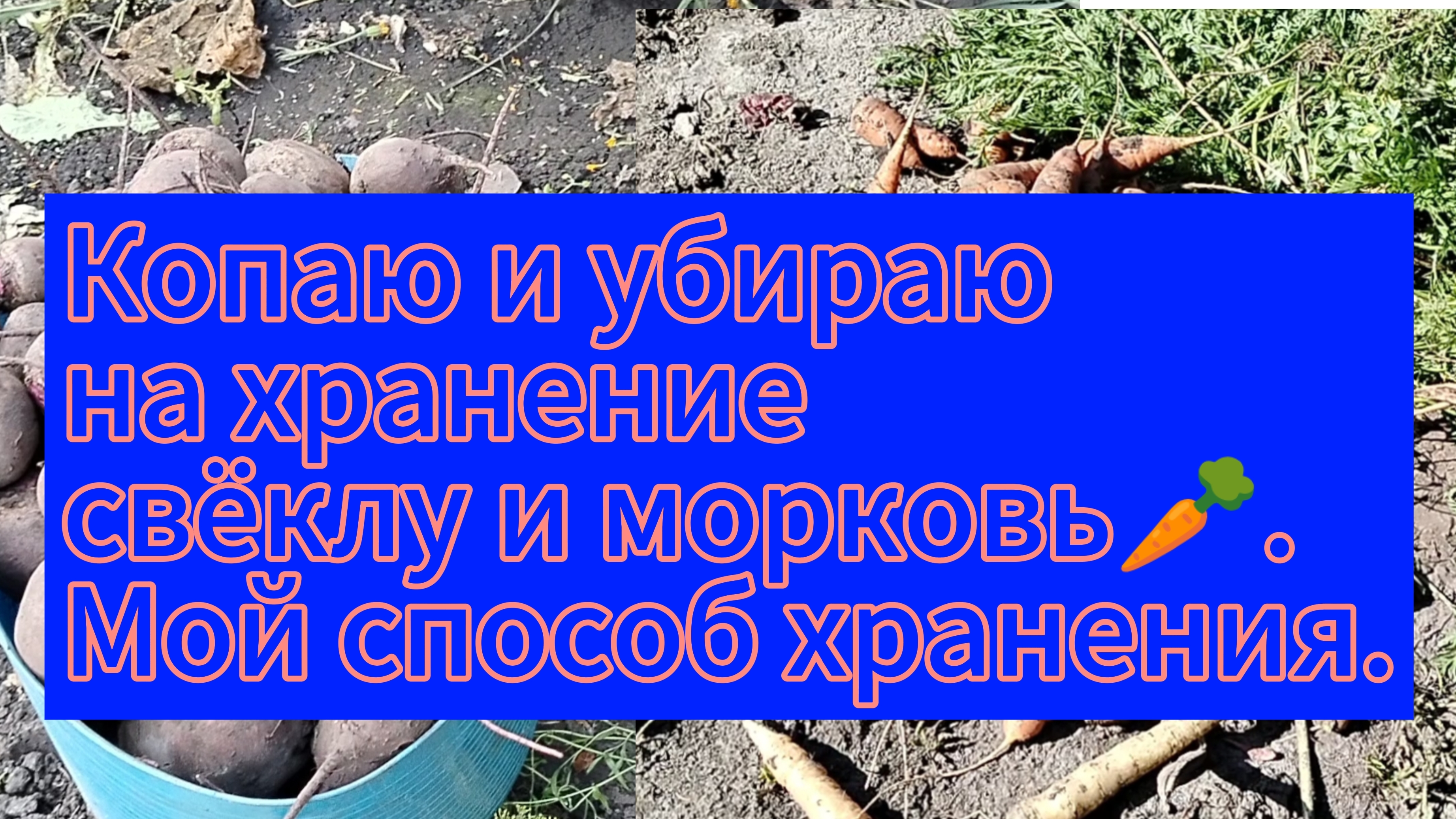 Копаю и убираю на хранение свёклу и морковь 14.09.25.Мой способ хранения морковки.