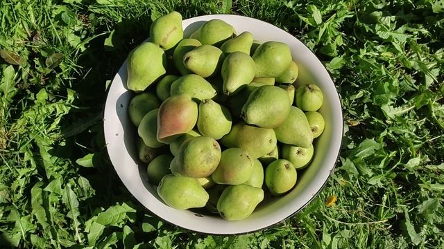 Вот и лето прошло, садовый сезон 2025 приближается к финишу